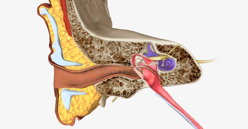 The Ear Coronal Cross Section Stock Illustration - Illustration of ...