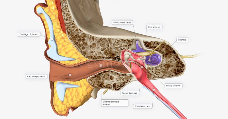 The Ear Coronal Cross Section Stock Illustration - Illustration of ...