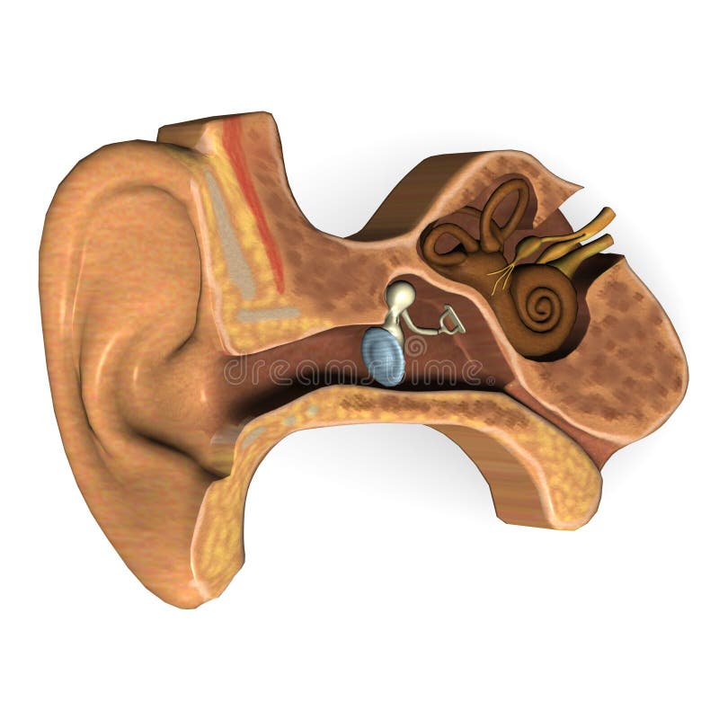 Ear cut stock illustration. Illustration of vestibular - 10635499