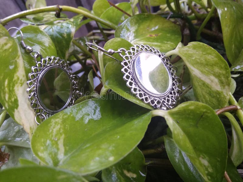 Money Plant editorial image. Image of environment, capital - 59617185