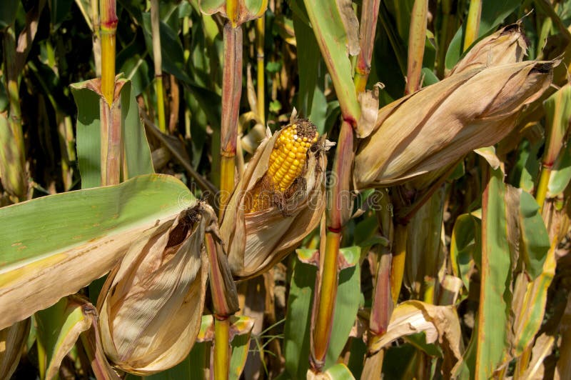 Ear of Field Corn stock image. Image of agricultural - 44637433