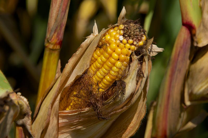 Ear of Field Corn stock photo. Image of husk, kernels - 44637596