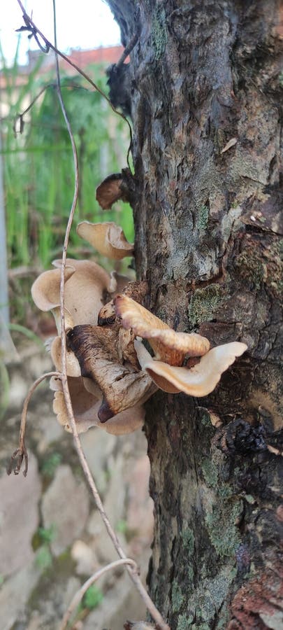 Ear Fungus Growing on Tree Trunk Stock Image - Image of tree, fungus ...