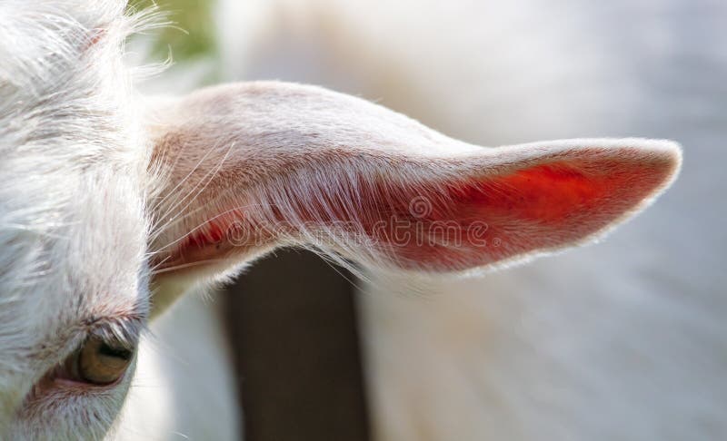 Ear on the Head of a White Goat Stock Image - Image of cute, portrait ...