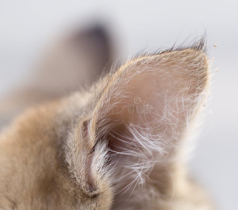 Ear kitten. macro stock image. Image of macro, female - 104183595