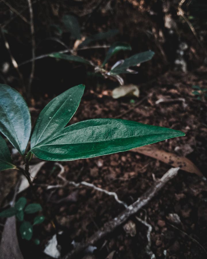 Ear-leaf Acacia stock image. Image of plant, garden - 255732643