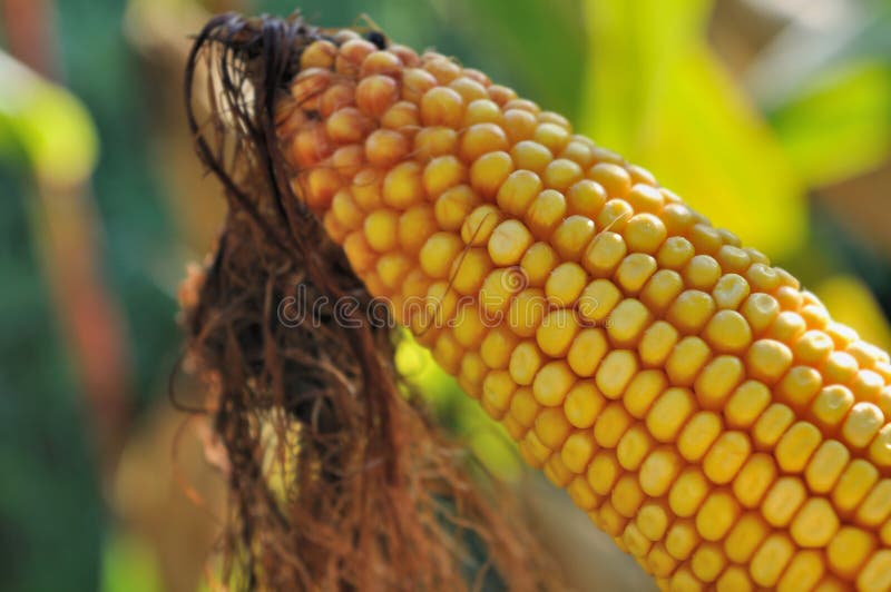 Maize ear closeup stock image. Image of healthy, plant - 45171119