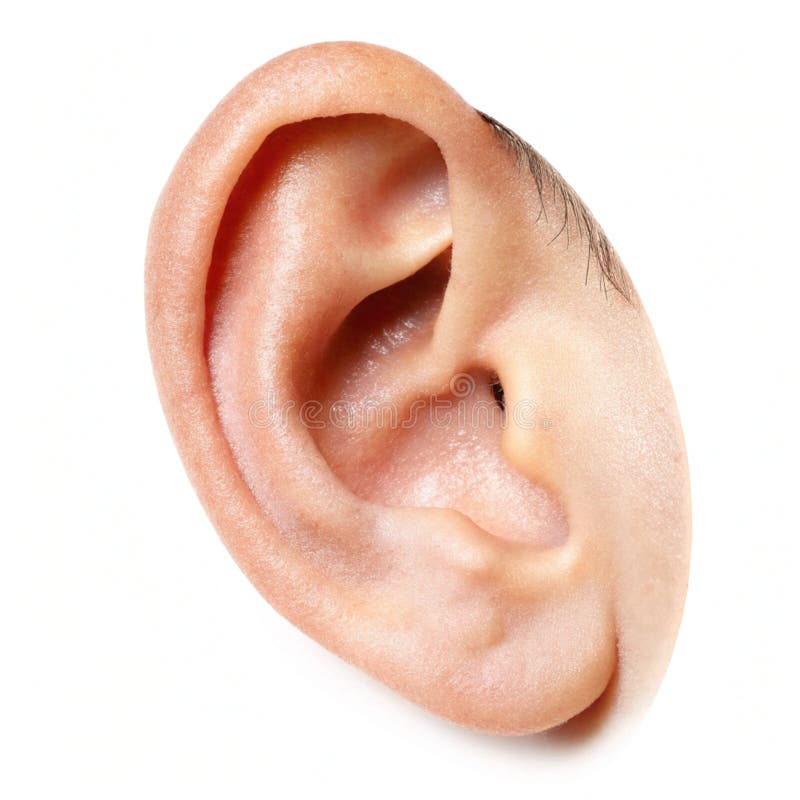 Ear Isolated on Transparent Background Stock Photo - Image of wear ...
