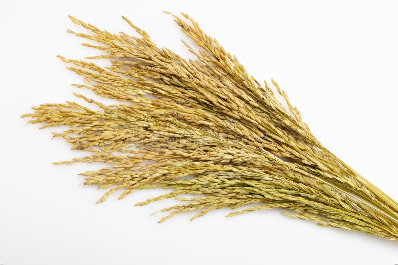 Ear of Paddy, Ears of Thai Jasmine Rice Isolated on White Background ...