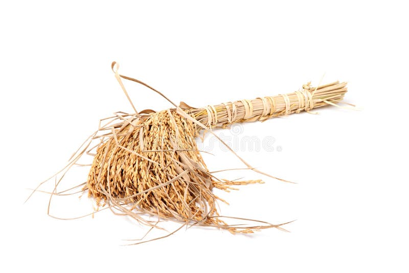 Ear of paddy stock photo. Image of seed, stem, leaf, food - 82531728