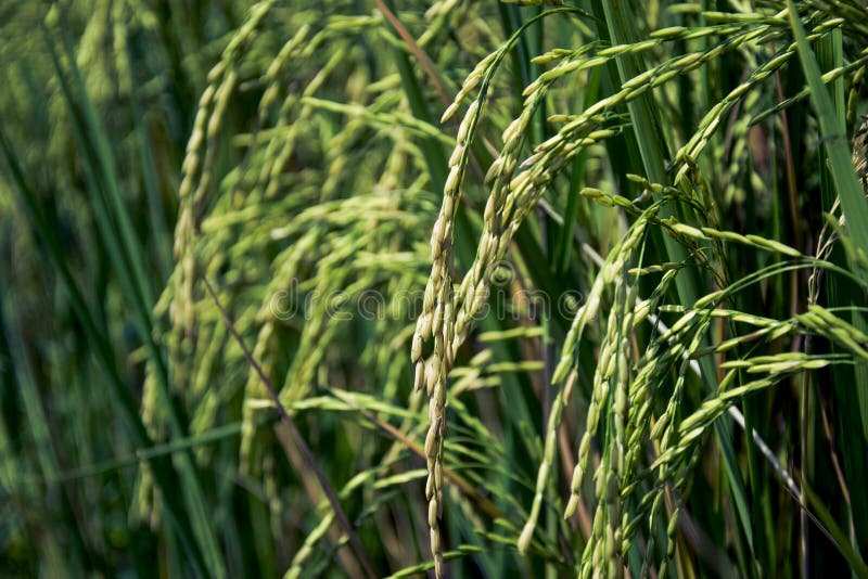 Ear of paddy rice stock image. Image of husbandman, grain - 66565941