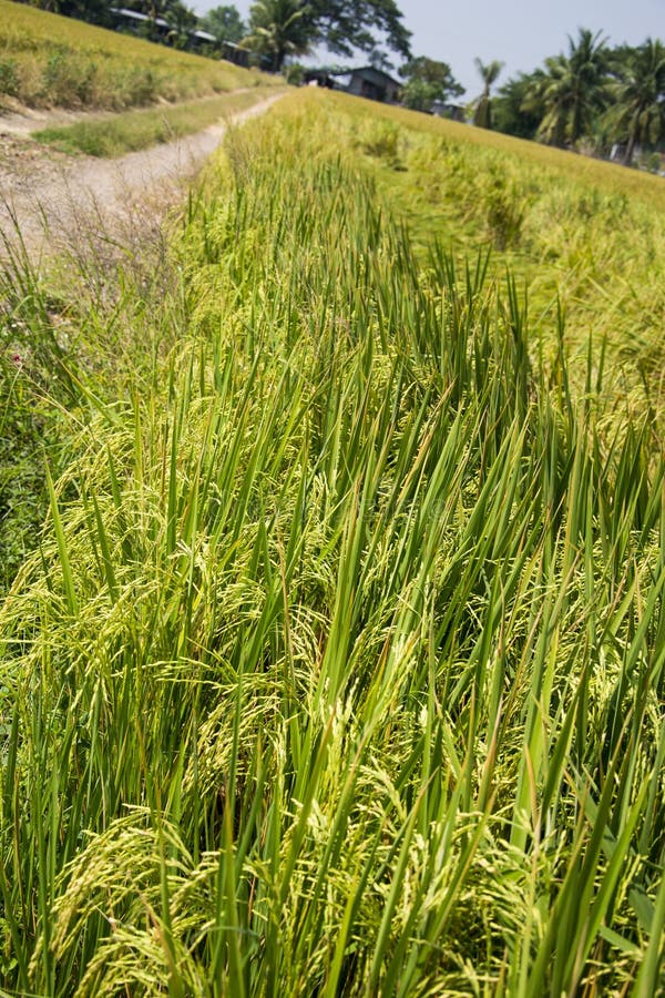 Ear of paddy rice stock image. Image of husk, footpath - 66566207
