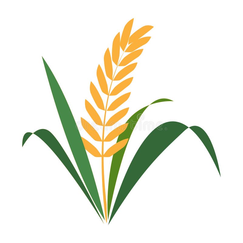 Ear of Paddy Rice Isolated on White Background. Icon Vector Stock ...