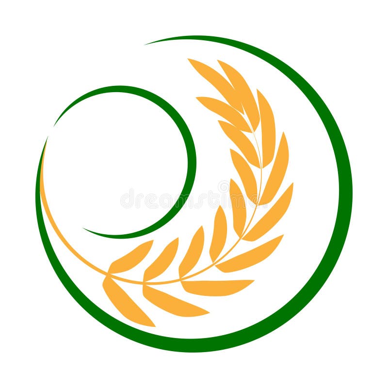 Ear of Paddy Rice Isolated on White Background. Icon Vector Stock ...