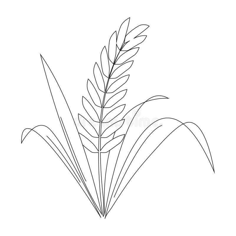 Ear of Paddy Rice Isolated on White Background. Icon Vector Stock ...