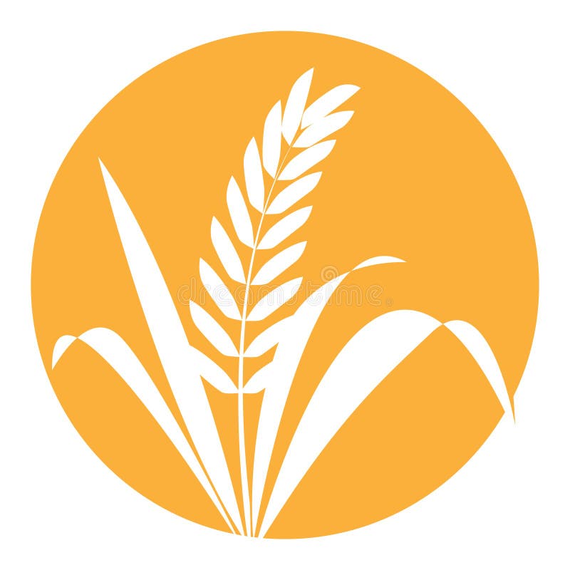 Ear of Paddy Rice Isolated on White Background. Icon Vector Stock ...