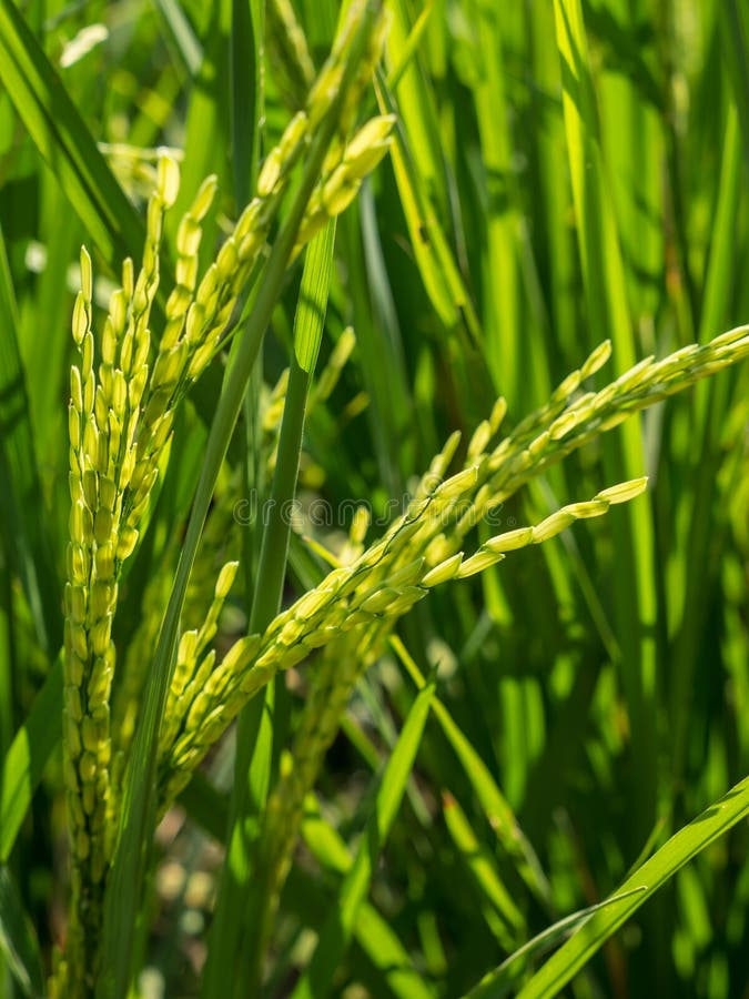 Ear of paddy stock photo. Image of countryside, field - 64378386