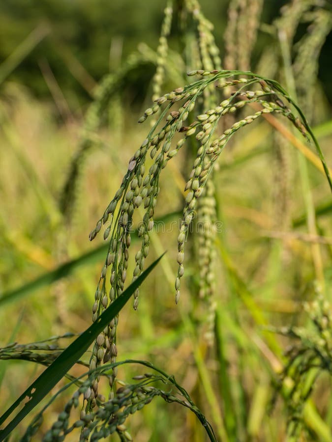 Ear of paddy stock image. Image of natural, environment - 64378567
