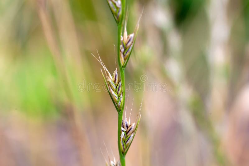 Ear of a Poison Darnel, Lolium Temulentum Stock Photo - Image of ...