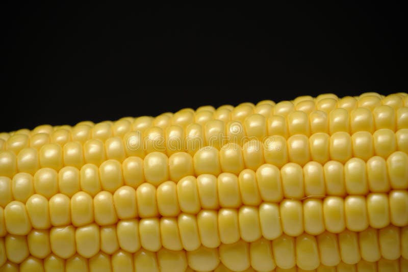 Ear Raw Ripe Corn Dark Background, Closeup. Stock Photo - Image of ...