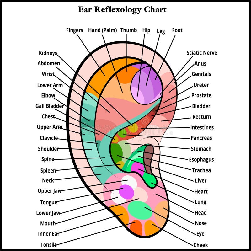 Ear Reflexology Chart, Ear Mapping with Description of the ...