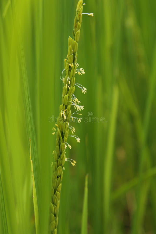 Ear of rice stock photo. Image of nepal, field, flower - 27069908