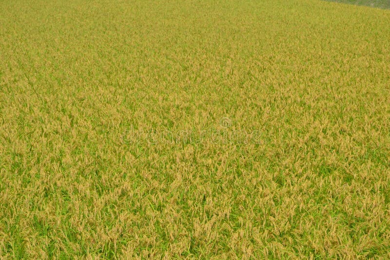 Ear of rice stock image. Image of rice, autumn, rural - 44043909