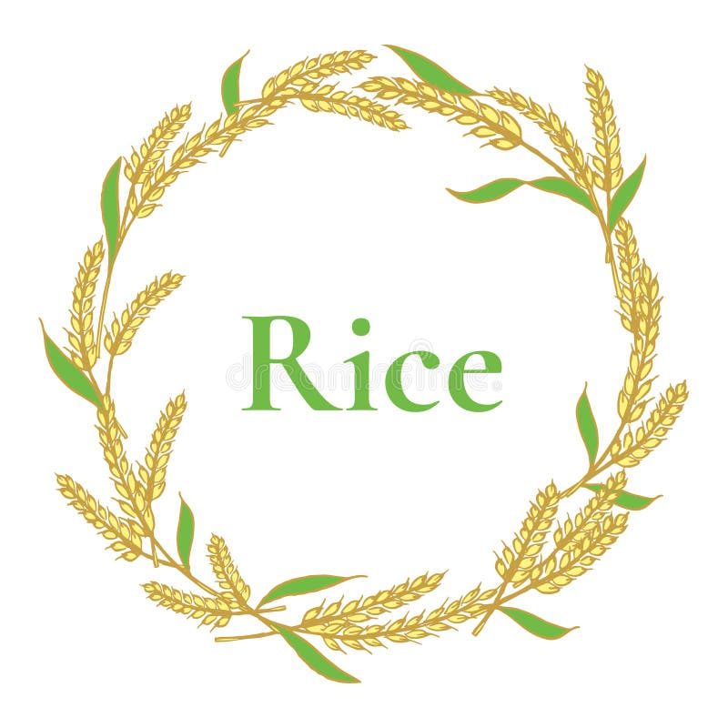 Rice Organic Circle Paddy Grain Products and Healthy Food Design Vector ...