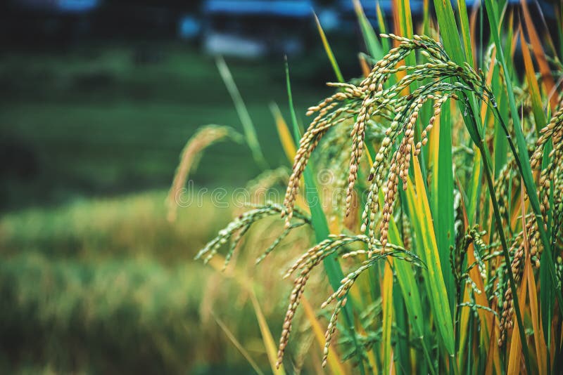 Ear of Rice. Close-up To Rice Seeds in Ear of Paddy Stock Image - Image ...