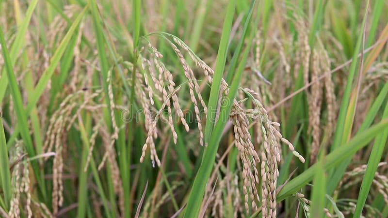 Ear of rice closeup view stock footage. Video of autumn - 259628486