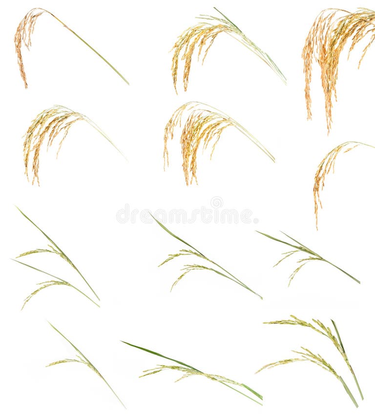 Rice Tree Stock Illustrations – 14,477 Rice Tree Stock Illustrations ...