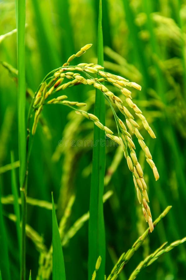 Ear of rice stock photo. Image of farm, crop, paddy, backgrounds - 31581086