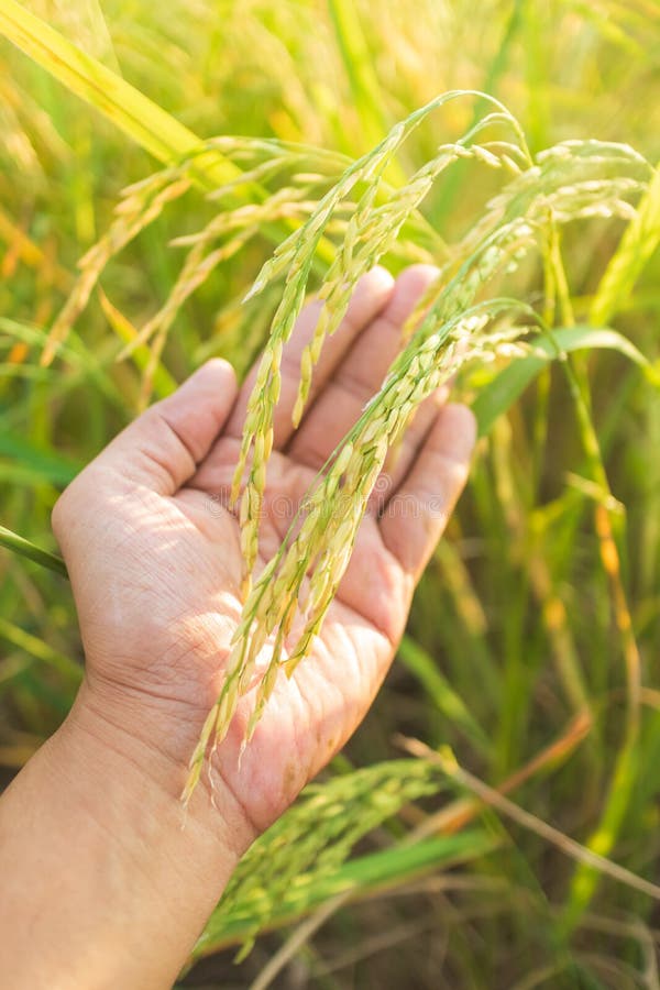 Ear of Rice in Farmer`s Hand before Harvest. Stock Image - Image of ...