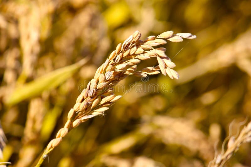 Ear of rice in a field stock image. Image of grass, harvest - 6665963