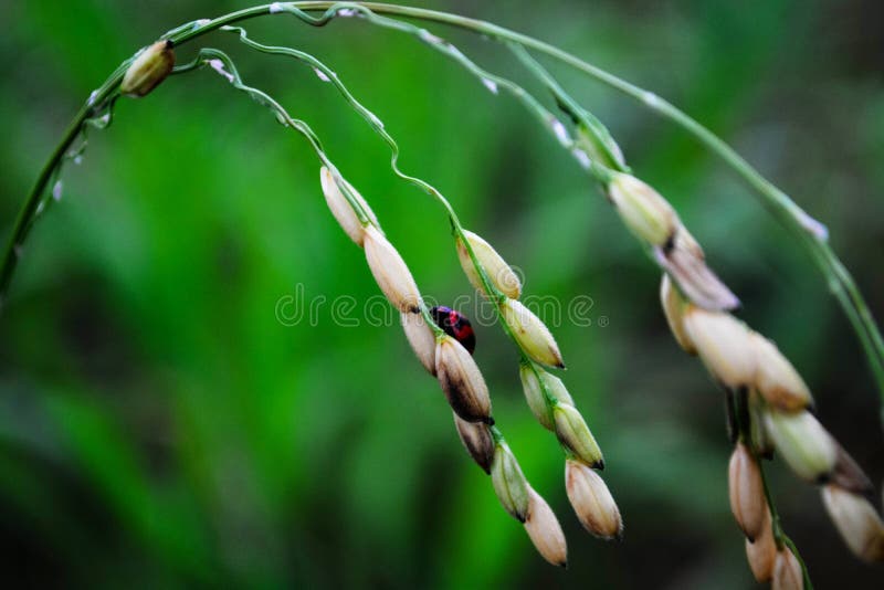 916 Rice Spike Ear Stock Photos - Free & Royalty-Free Stock Photos from ...