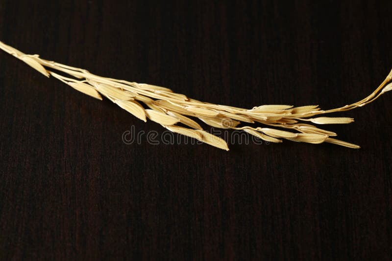 Ear of rice grain. stock photo. Image of rural, grains - 113479588