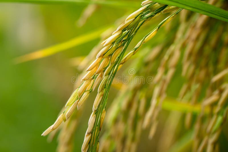 Ear of Rice stock image. Image of crop, field, grain - 65006577
