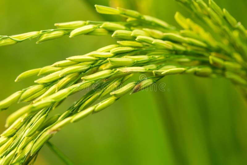 Ear of Rice stock image. Image of green, husk, gold, growth - 65006623