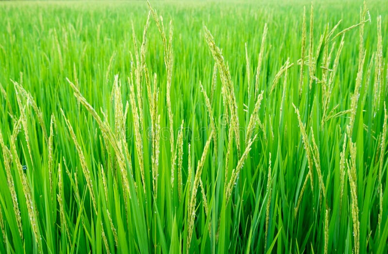 Ear of rice green pattern stock photo. Image of bright - 80862970