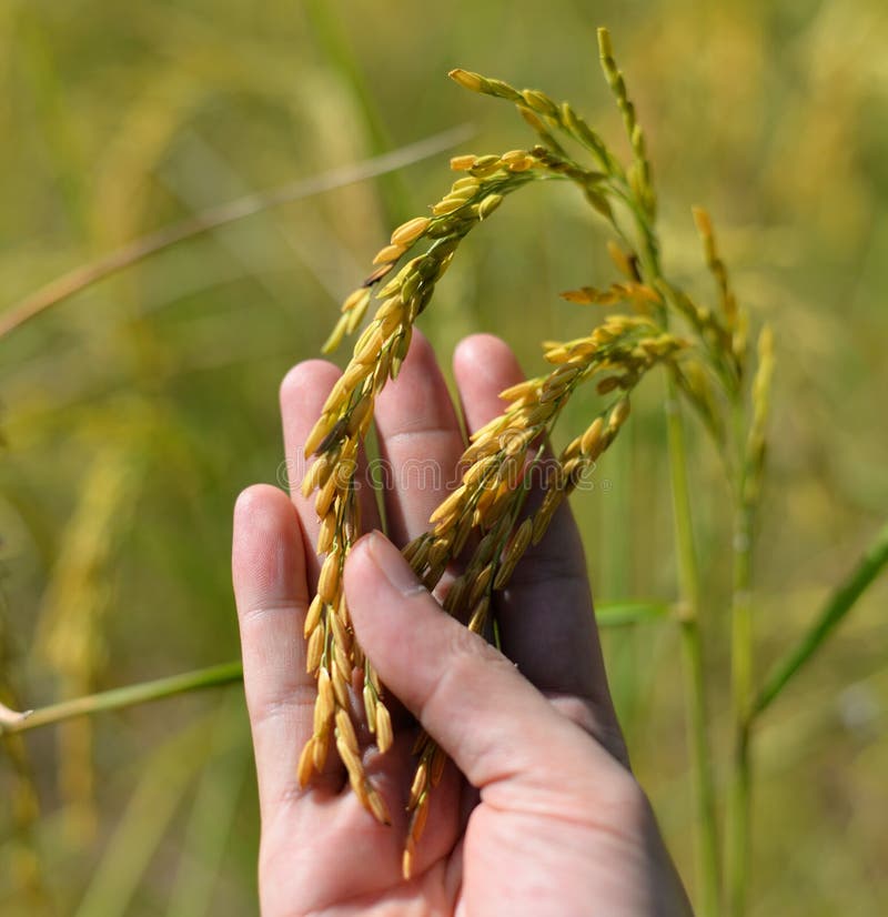 Ear rice stock photo. Image of breeding, harvest, grow - 62819772
