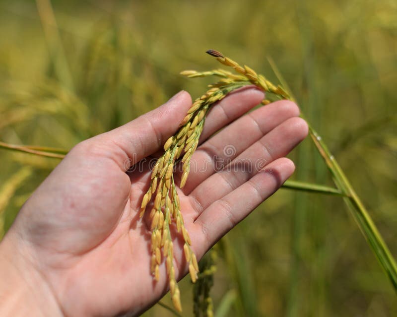 Ear rice stock photo. Image of global, crop, ecological - 62820042