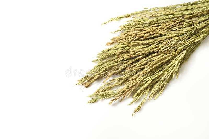 Ear of Rice stock photo. Image of food, spike, nature - 80943178
