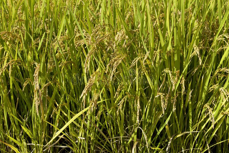 Ear of rice stock image. Image of farming, crop, growth - 60312653