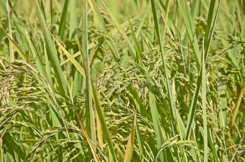 Ear of rice stock photo. Image of field, green, asia - 69277706
