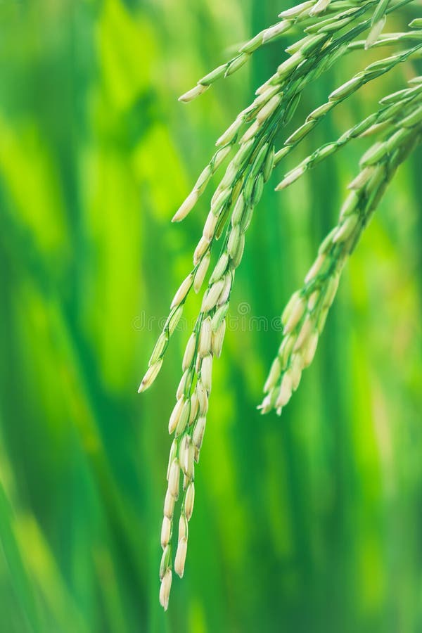 Ear of Rice in Rice Field ,spike Stock Photo - Image of golden, harvest ...