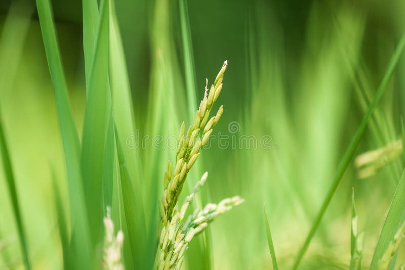 Ear of Rice in Rice Field ,spike Stock Image - Image of thai, field ...