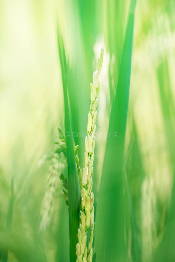 Ear of Rice in Rice Field ,spike Stock Photo - Image of paddy, leaves ...