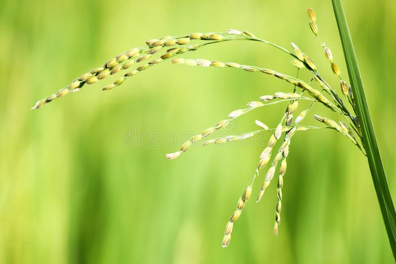 Ear of rice stock photo. Image of field, grain, plant - 101448092
