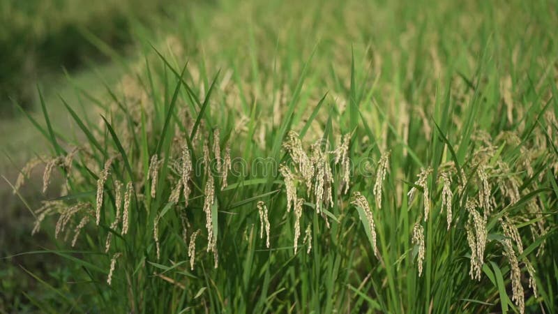 Ear of Rice Swaying in the Wind Stock Video - Video of white, copy ...