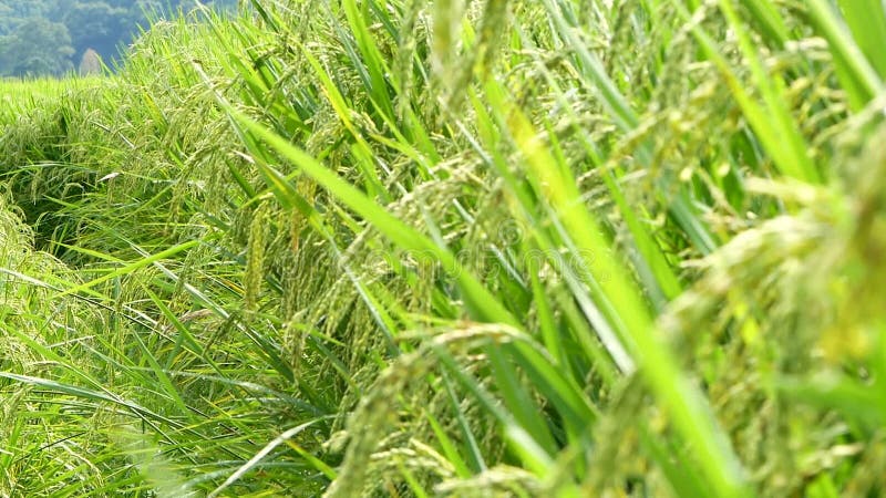 The Rice Swaying in the Fields because of the Wind. Stock Footage ...